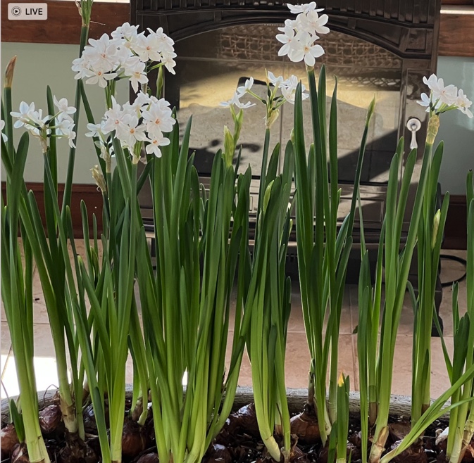 Paperwhite Flowers – Le Pommier